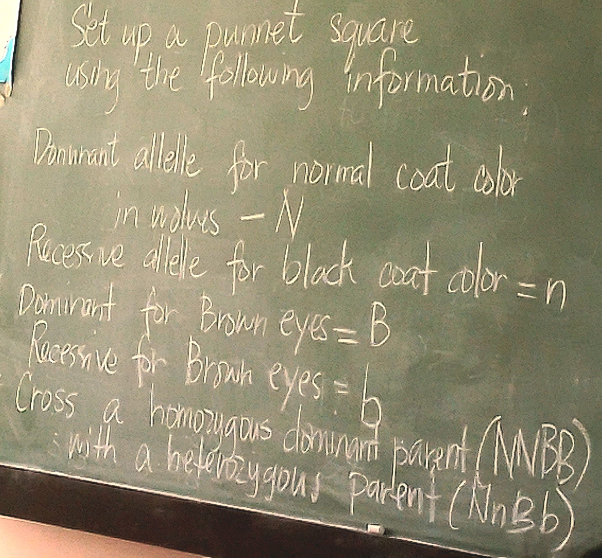 Set up a punnet square using the following | StudyX