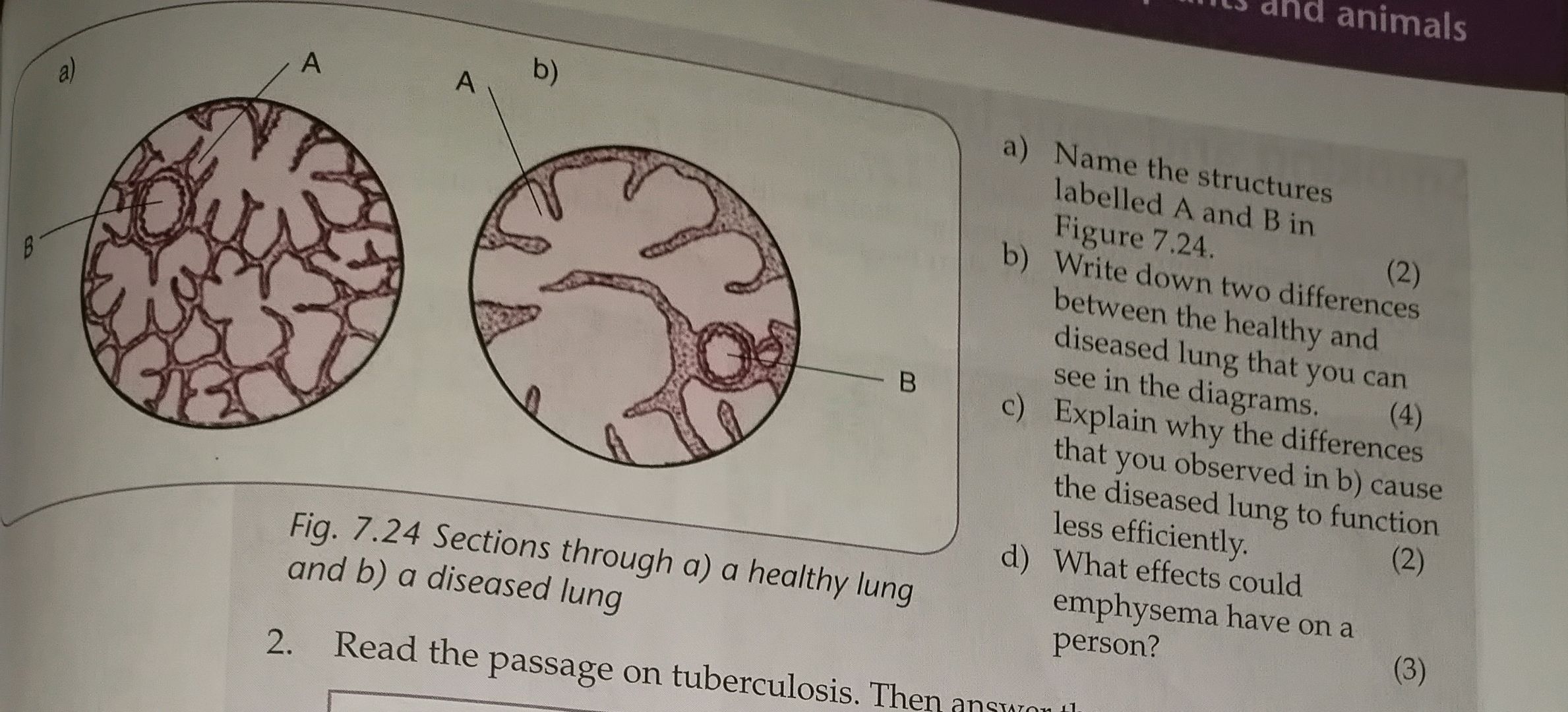 a) Name the structures labelled A and B in | StudyX