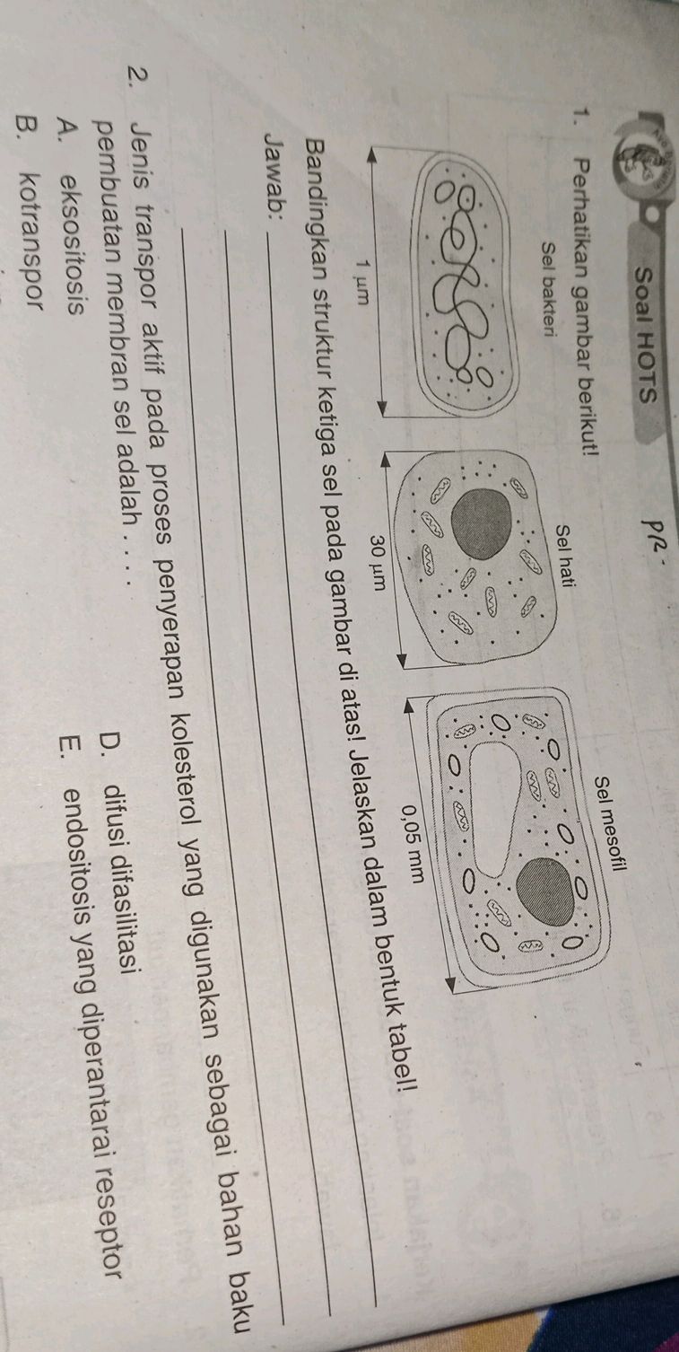 1. Perhatikan gambar berikut! Sel bakteri | StudyX