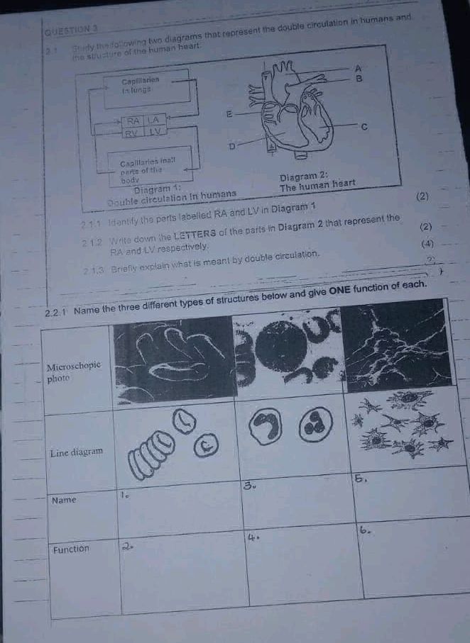 2.1 Study the following two diagrams that | StudyX
