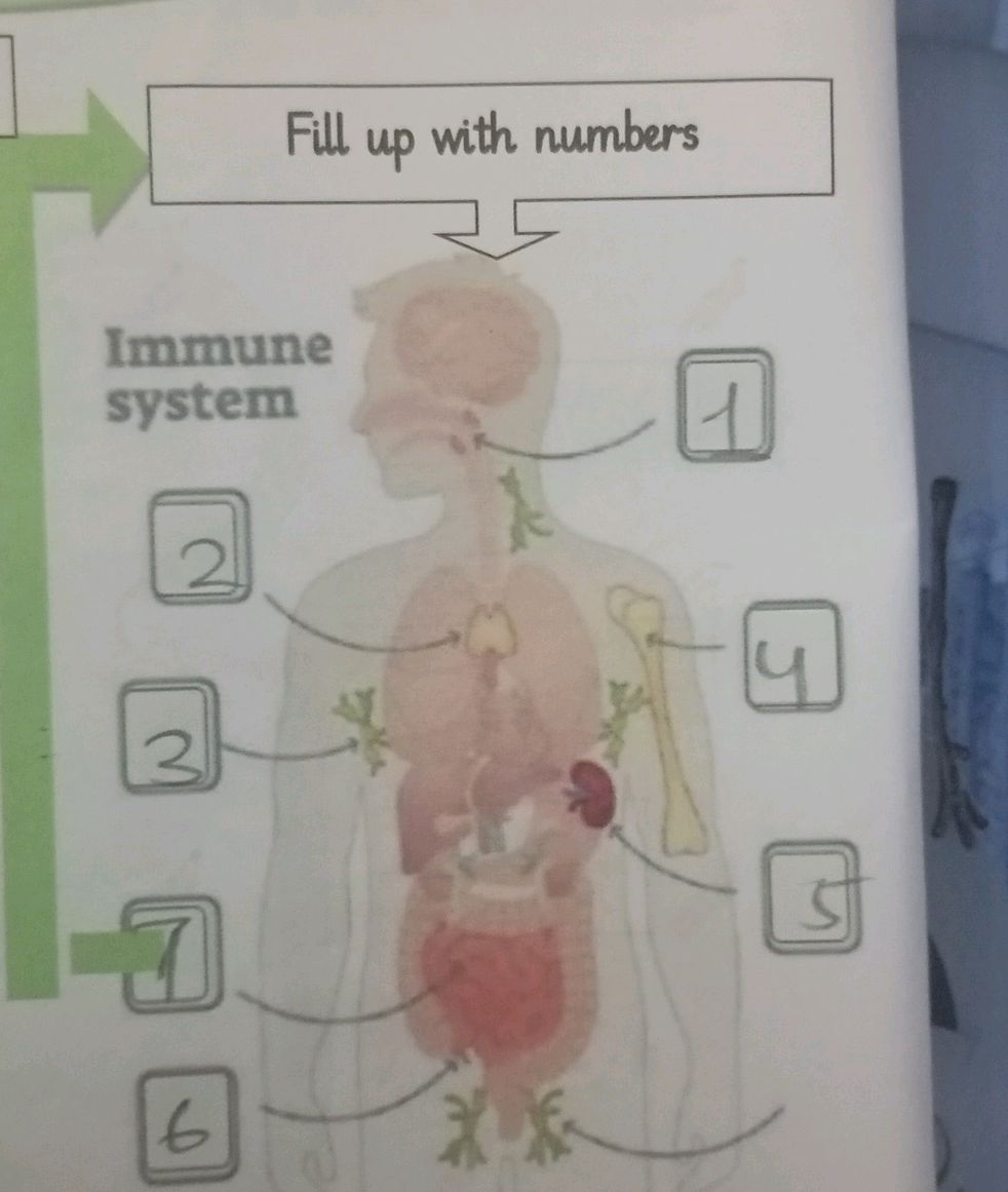 Immune System Parts Identification | StudyX