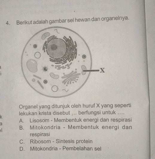 4. Berikut adalah gambar sel hewan dan | StudyX