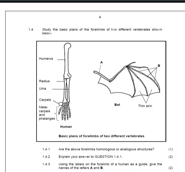 1.4 Study the basic plans of the forelimbs | StudyX