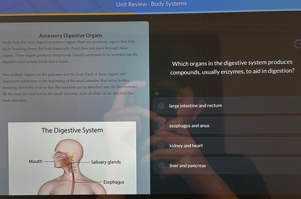 Accessory Digestive Organs Aside from the | StudyX