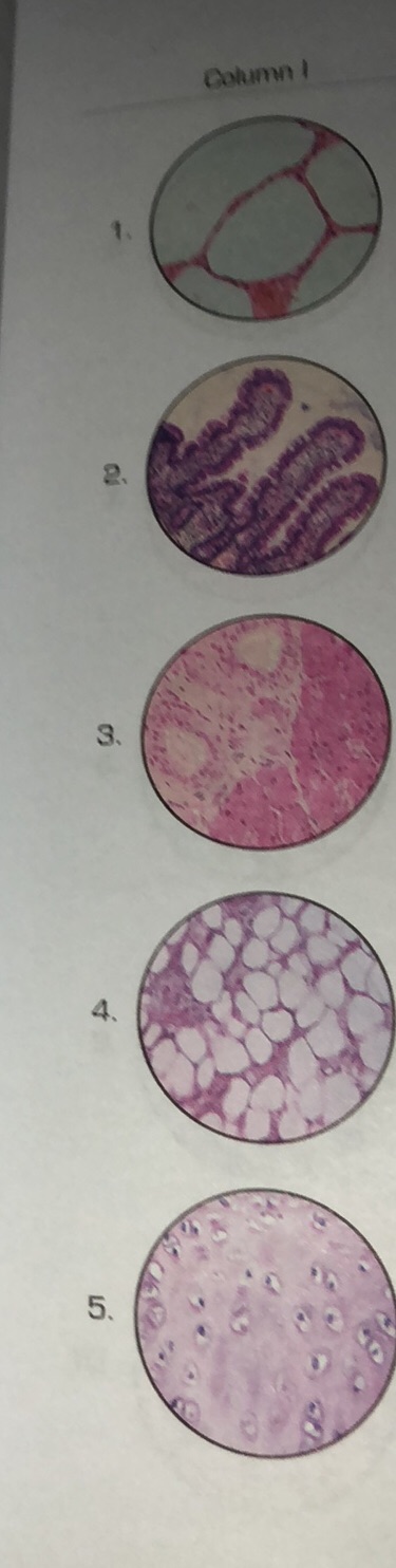 Identify Tissue Types in Microscopic Images