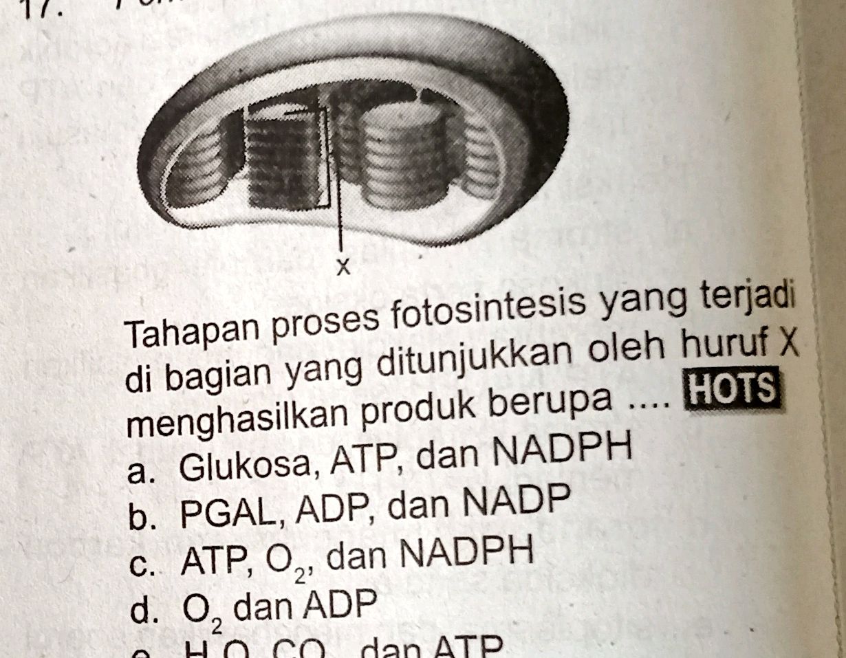 Tahapan proses fotosintesis yang terjadi di