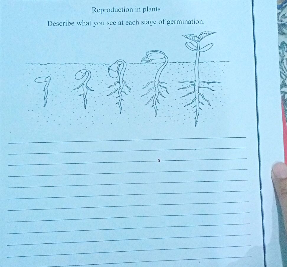 Reproduction in plants Describe what you see | StudyX