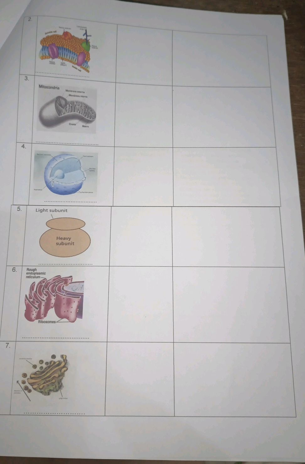The image shows diagrams of different cell | StudyX