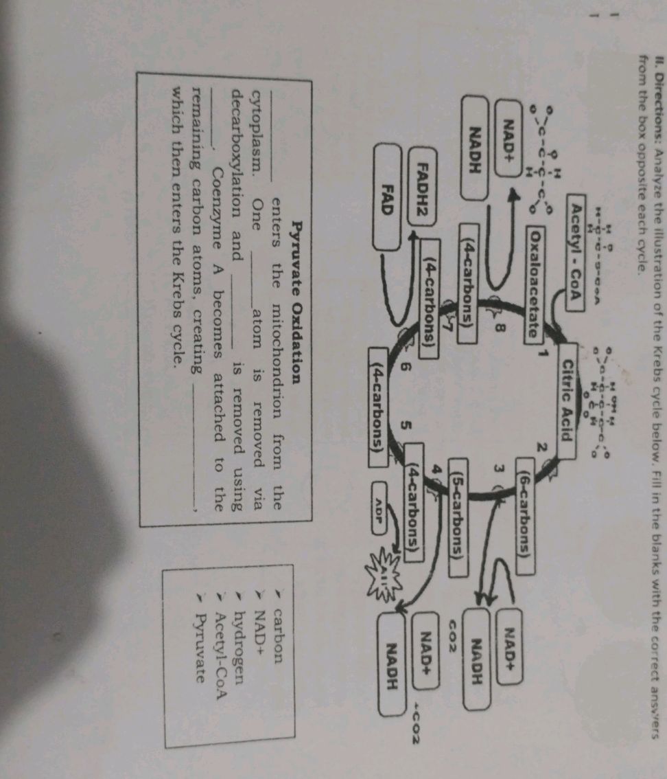 II. Directions: Analyze the illustration of | StudyX