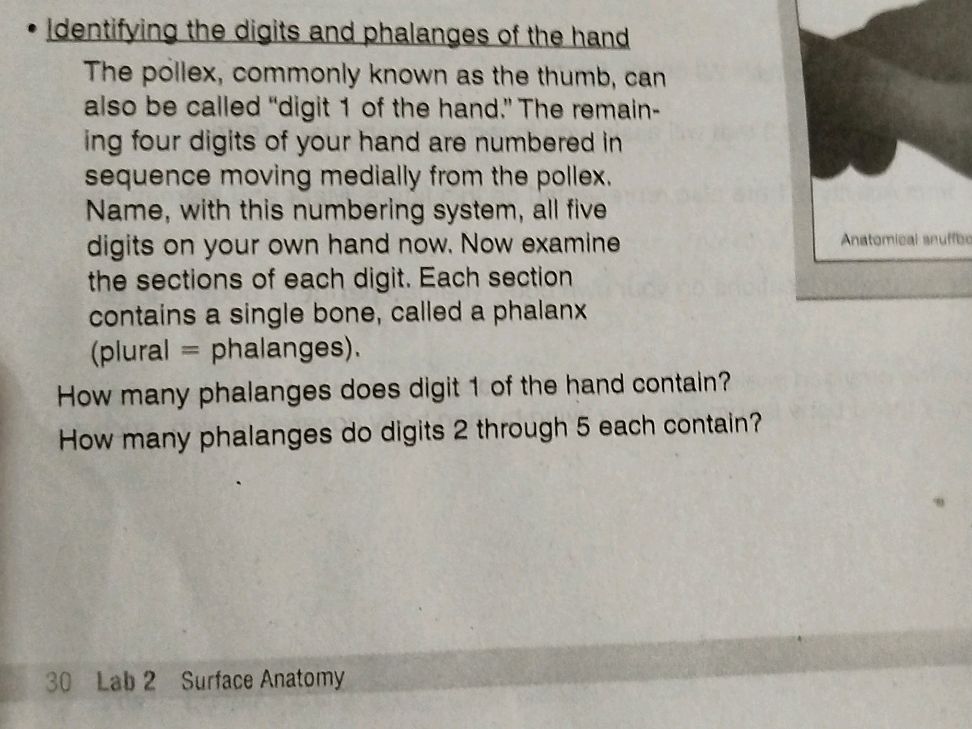 Identifying the digits and phalanges of | StudyX