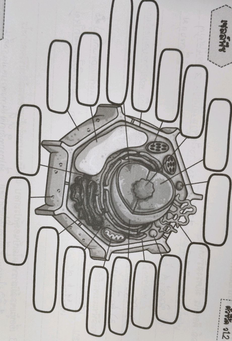 Identify the labeled parts of the plant cell | StudyX
