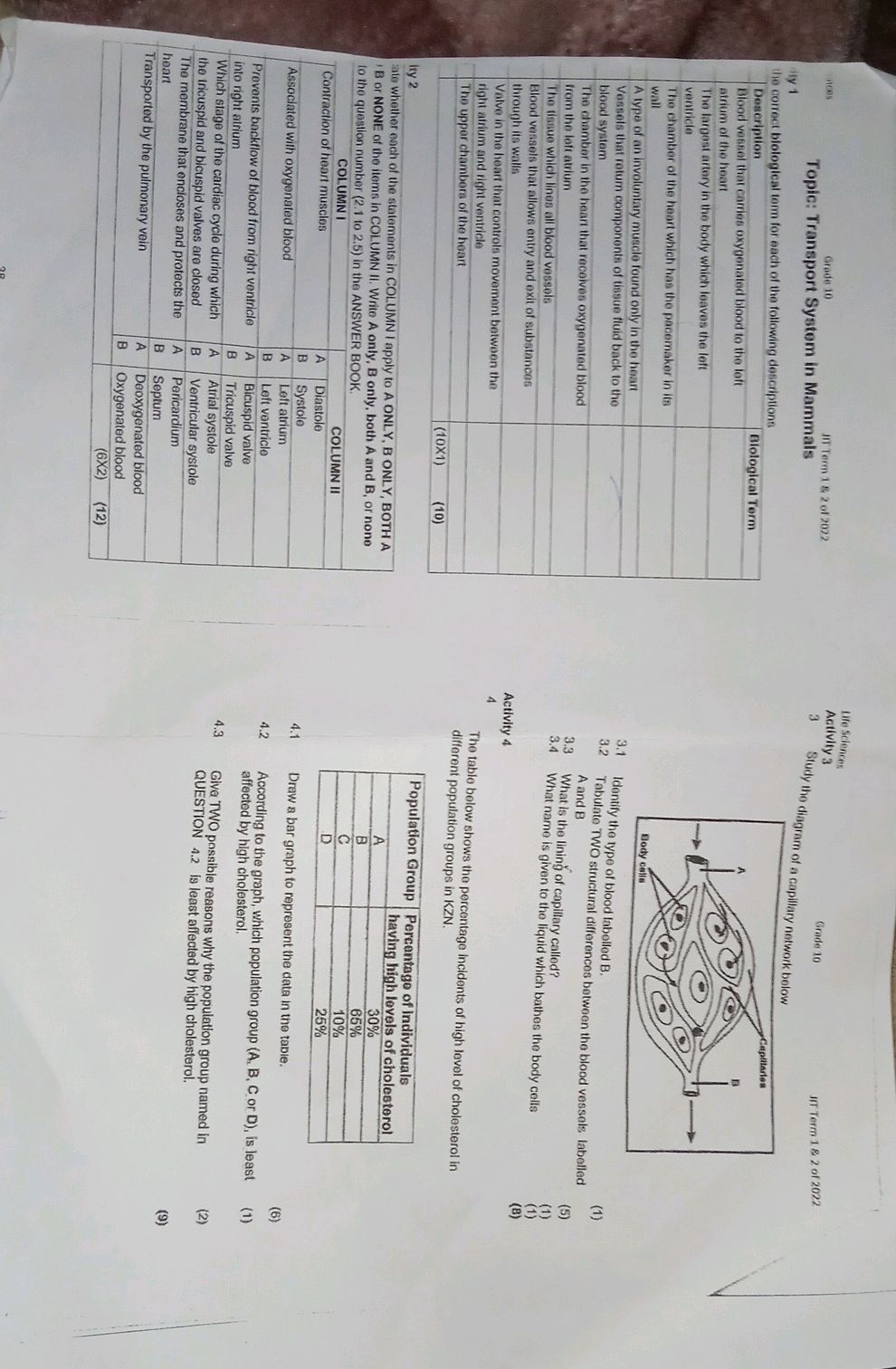 Study the diagram of a capillary network