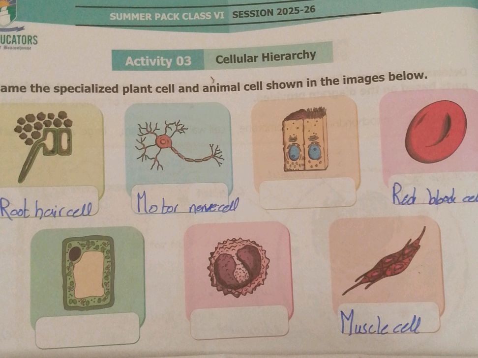 Name the specialized plant cell and animal | StudyX