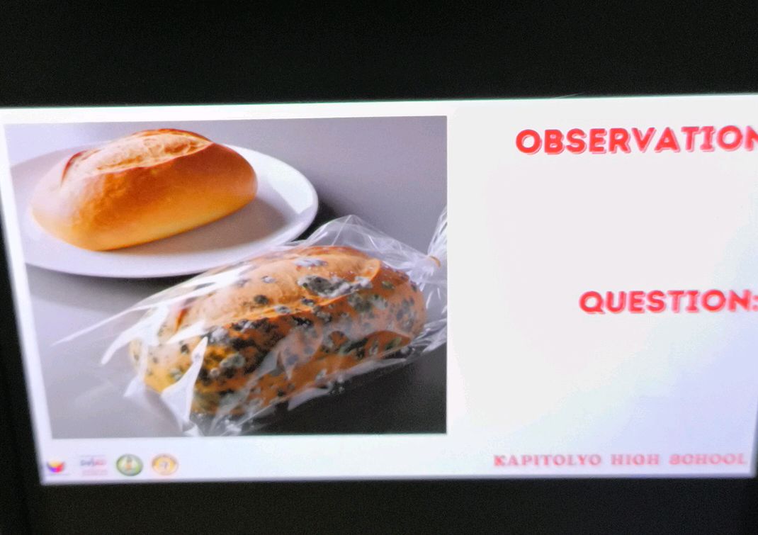 Moldy Bread Observation | StudyX