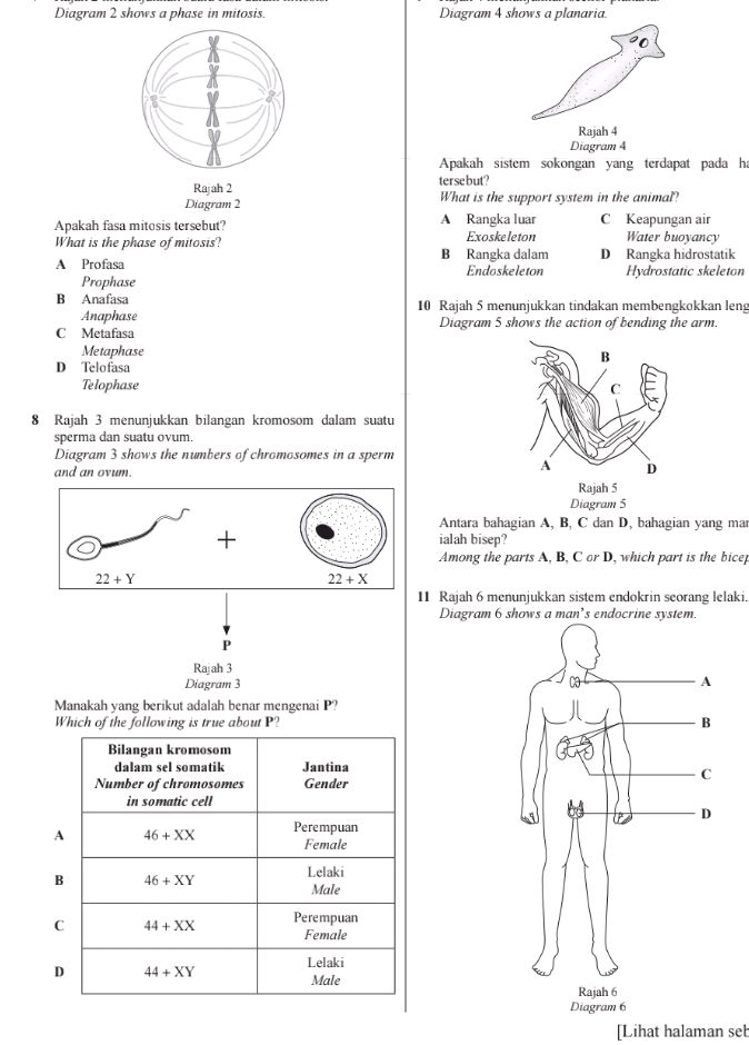 Apakah fasa mitosis tersebut? What is the