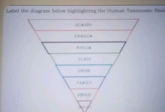 Label the diagram below highlighting the | StudyX