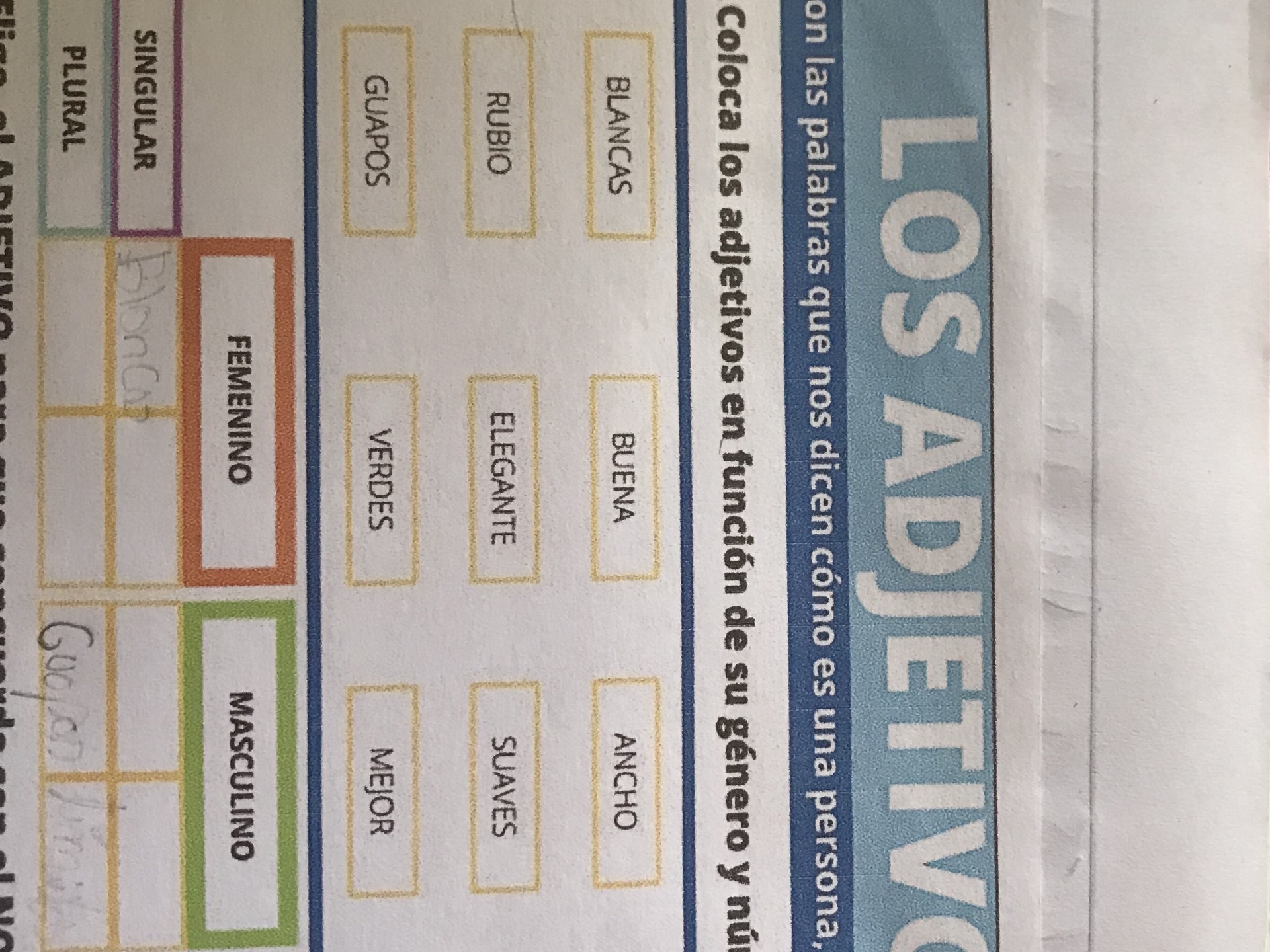 Coloca los adjetivos en función de su género | StudyX