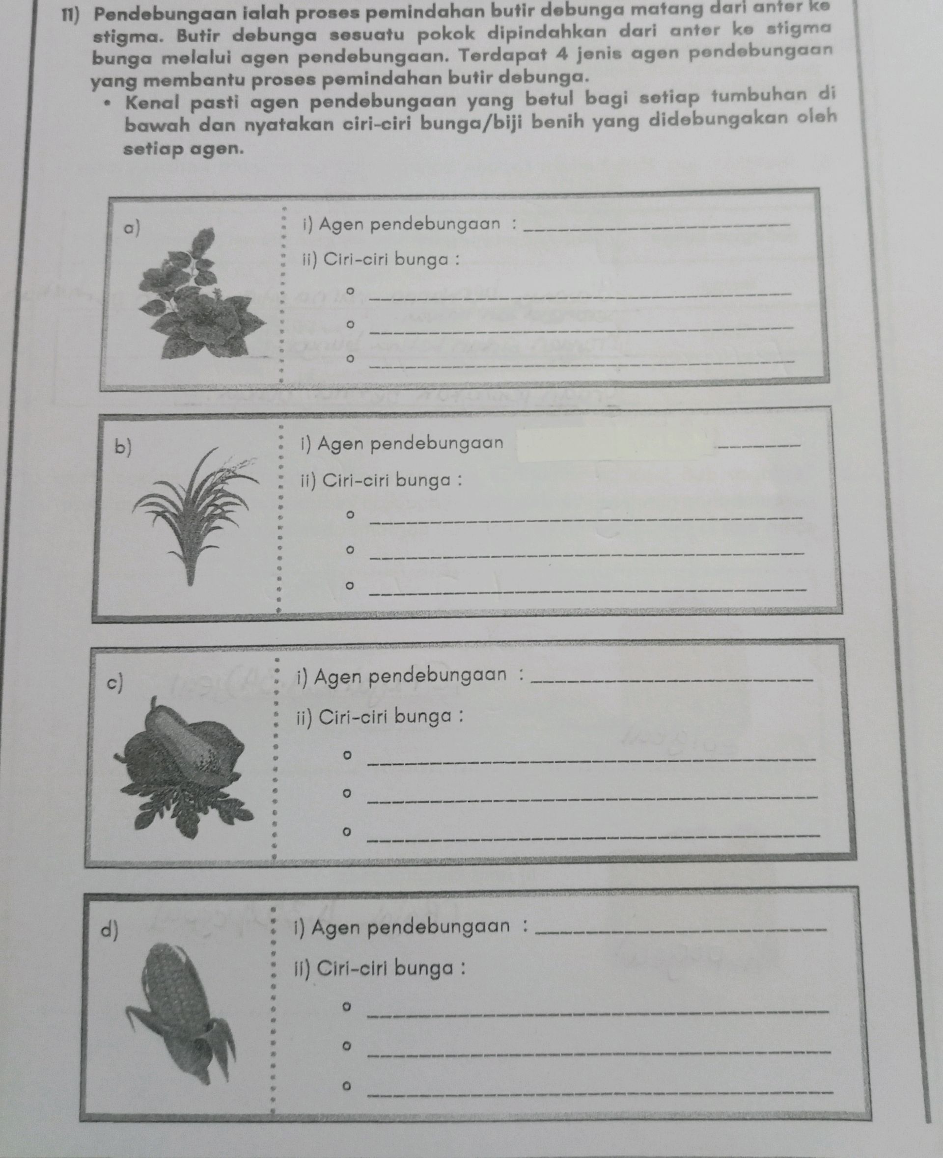11) Pendebungaan ialah proses pemindahan | StudyX