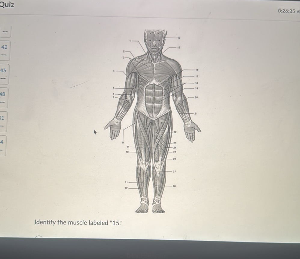 Identify Muscle Labeled 15 | StudyX