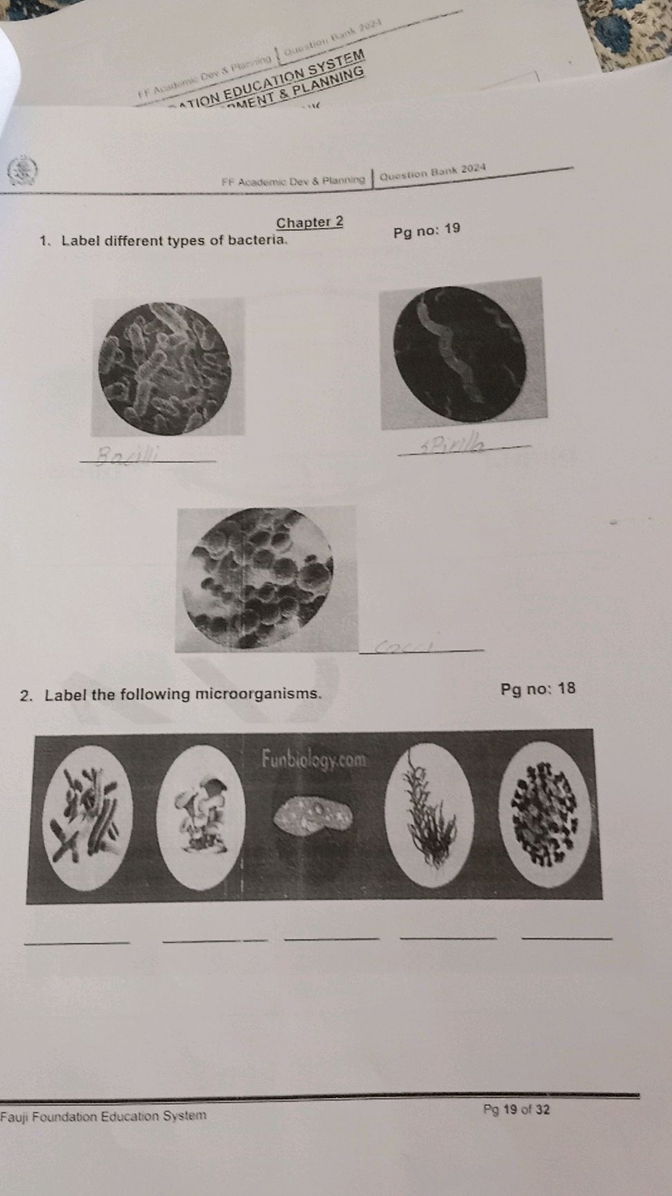 Label different types of bacteria. Bacilli