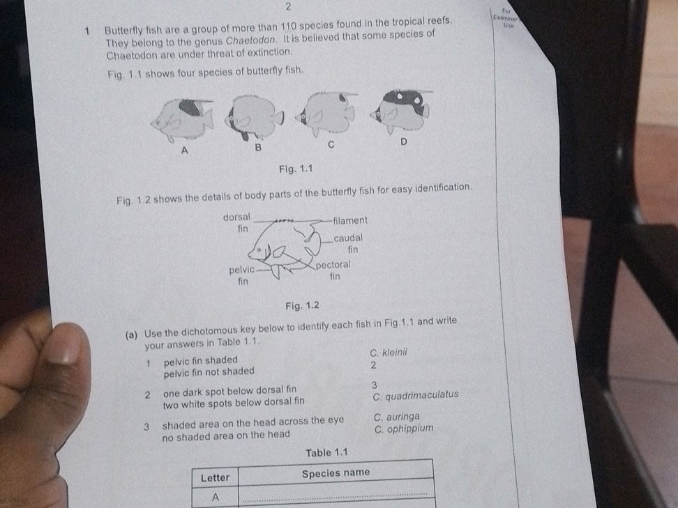 Use the dichotomous key below to identify