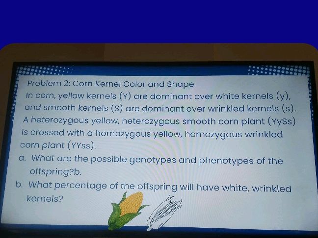 Problem 2: Corn Kernel Color and Shape In | StudyX