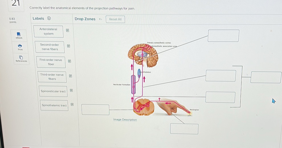 Correctly label the anatomical elements of | StudyX