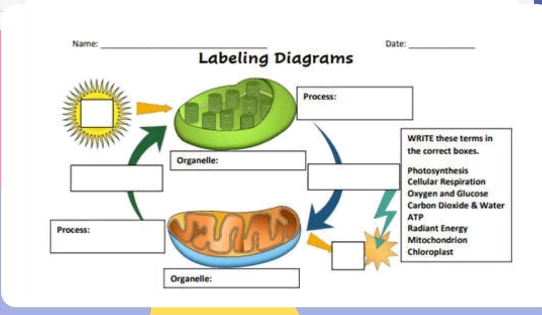Labeling Diagrams WRITE these terms in the