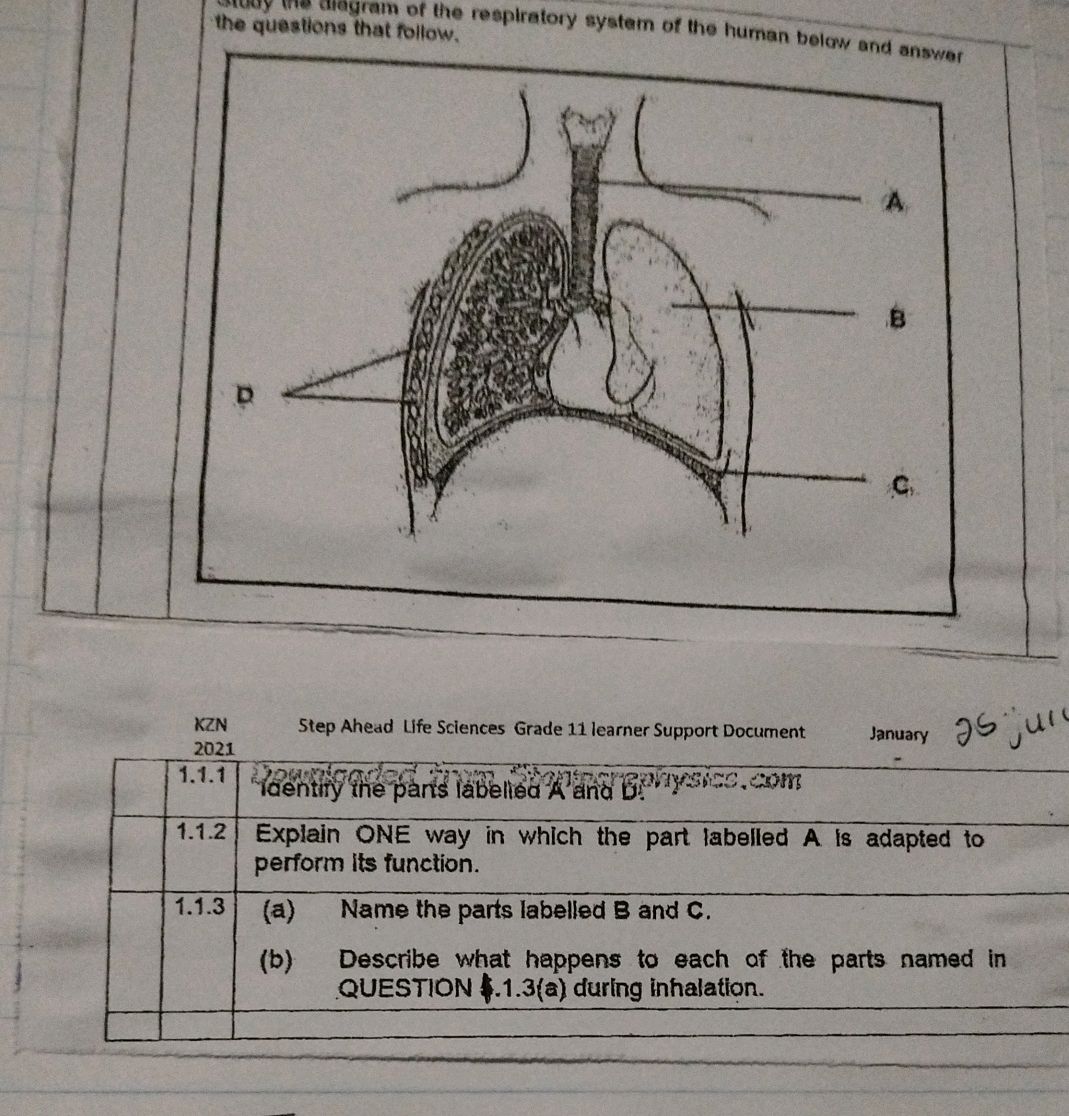 1.1.1 Identify the parts labelled A and D. | StudyX