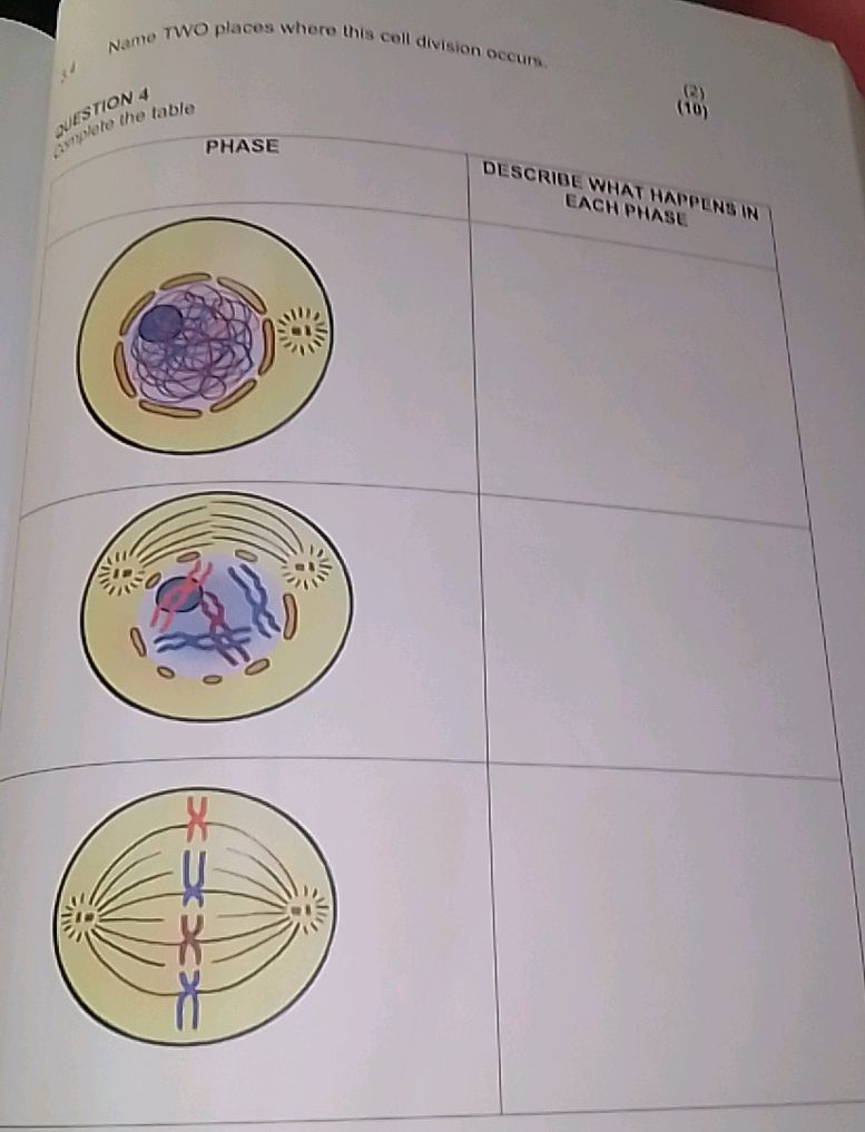 Name TWO places where this cell division