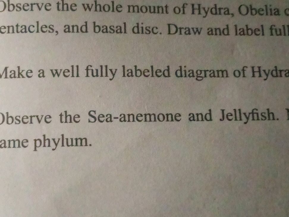 Observe the whole mount of Hydra, Obelia c | StudyX