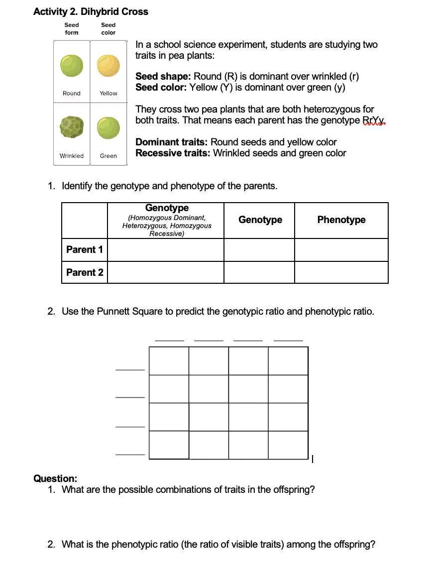Activity 2. Dihybrid Cross In a school | StudyX