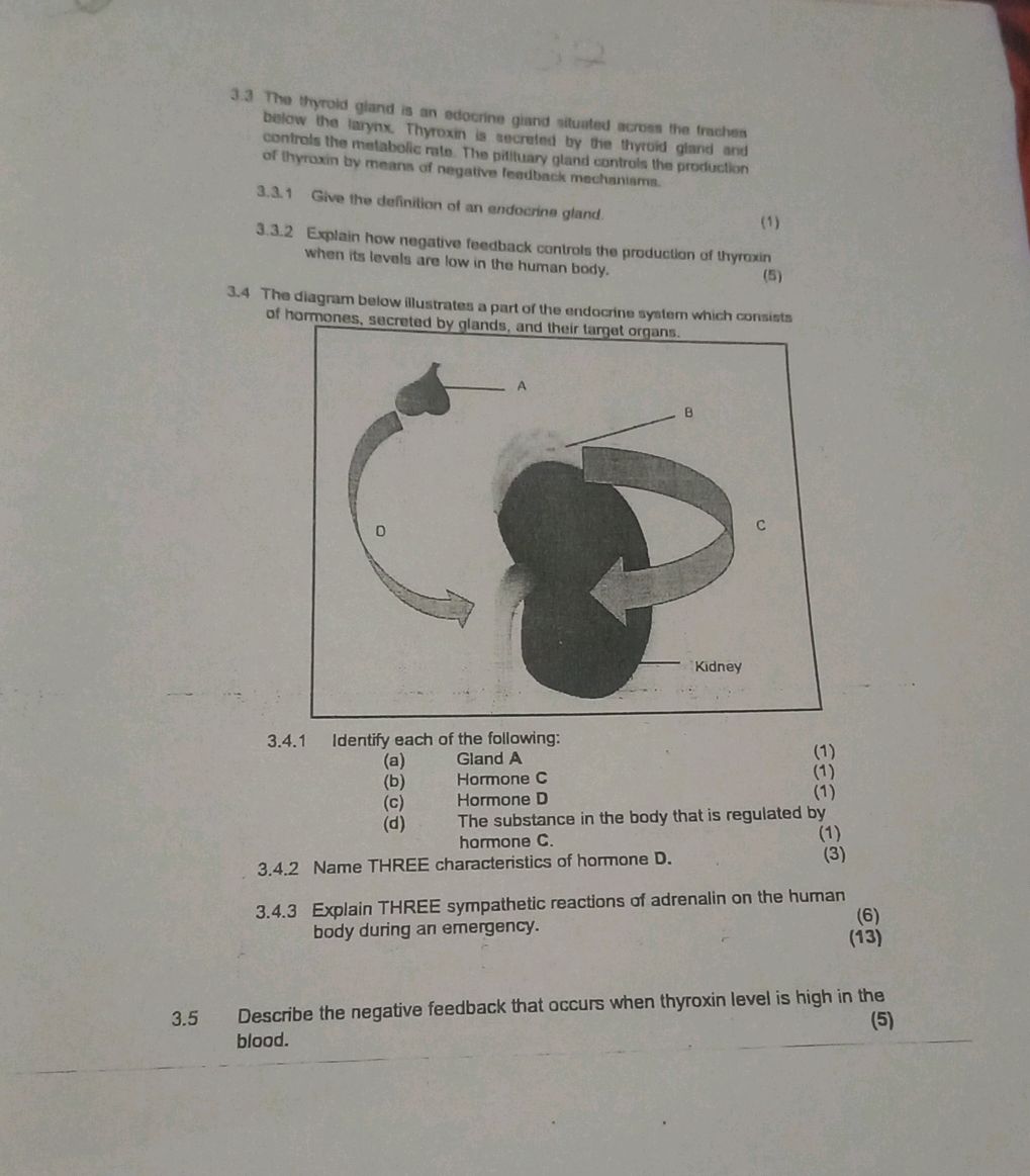 3.3 The thyroid gland is an edocrine gland | StudyX