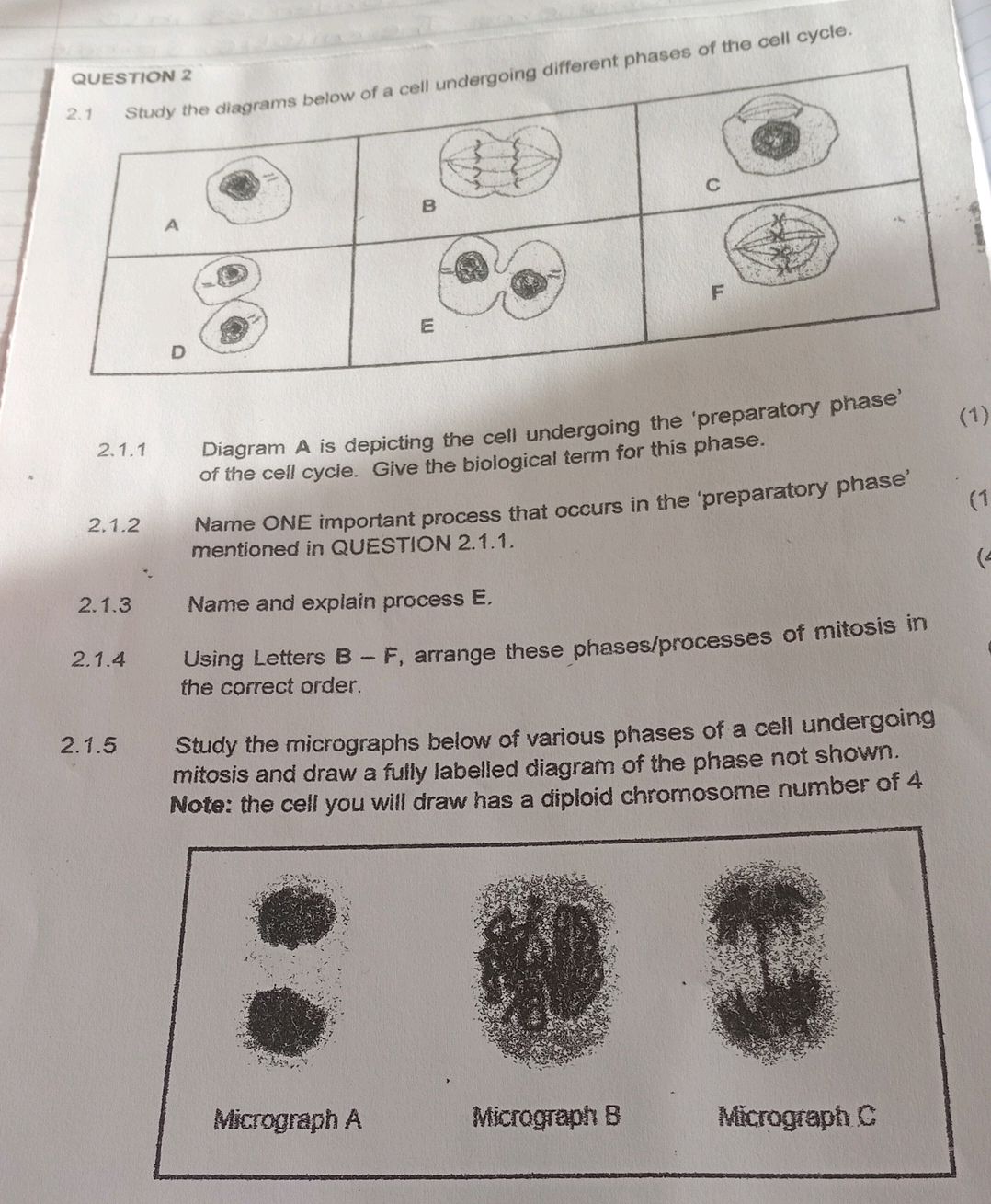 2.1 Study the diagrams below of a cell | StudyX