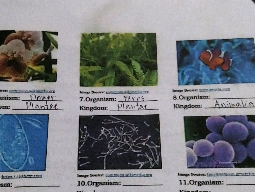 Fill in the blanks. Organism: Flower