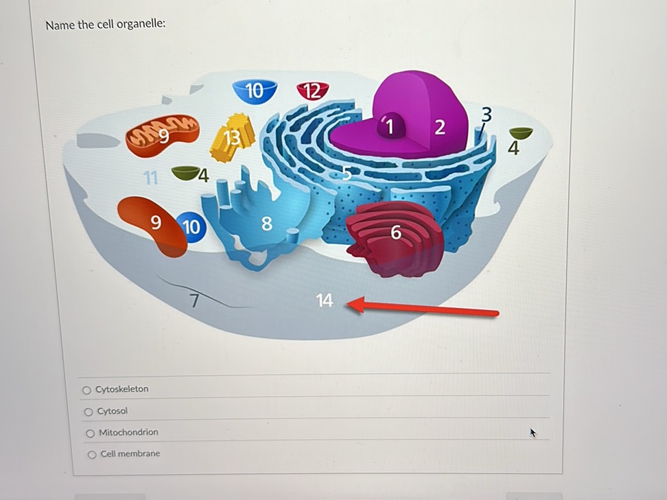 Name the cell organelle: * Cytoskeleton * | StudyX
