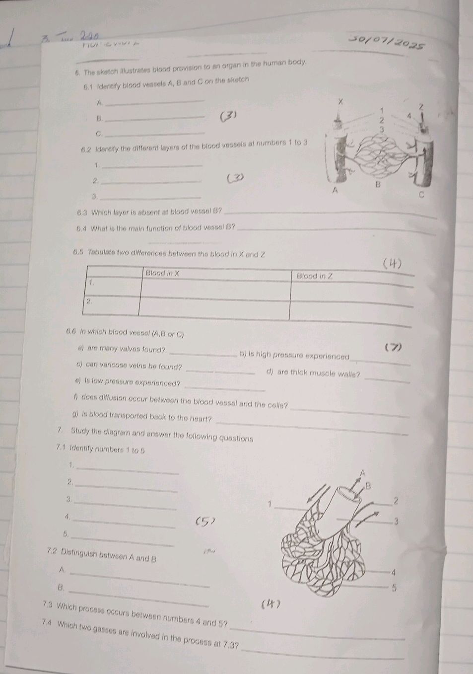 6. The sketch illustrates blood provision to | StudyX