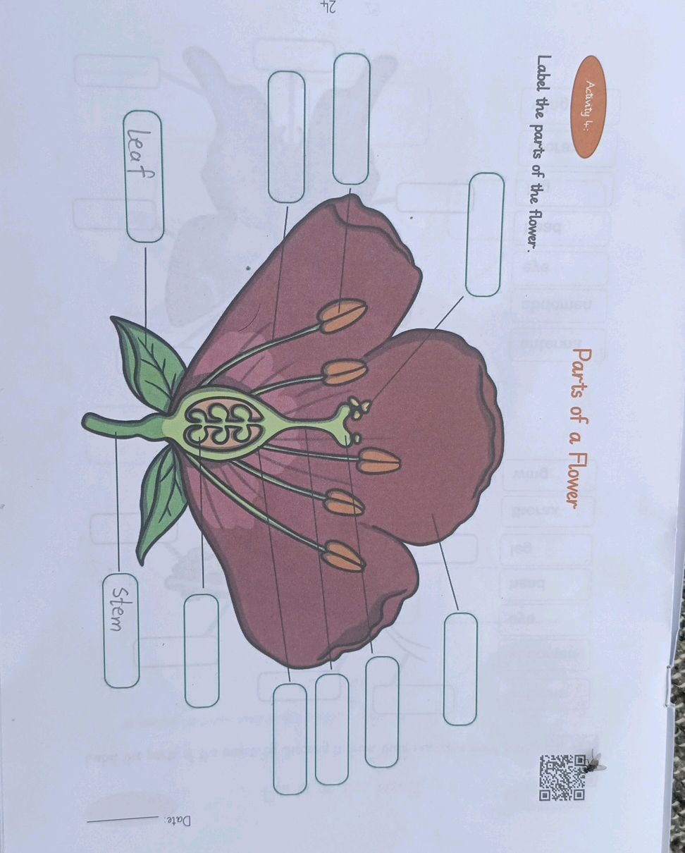 Label the parts of the flower. Parts of a | StudyX