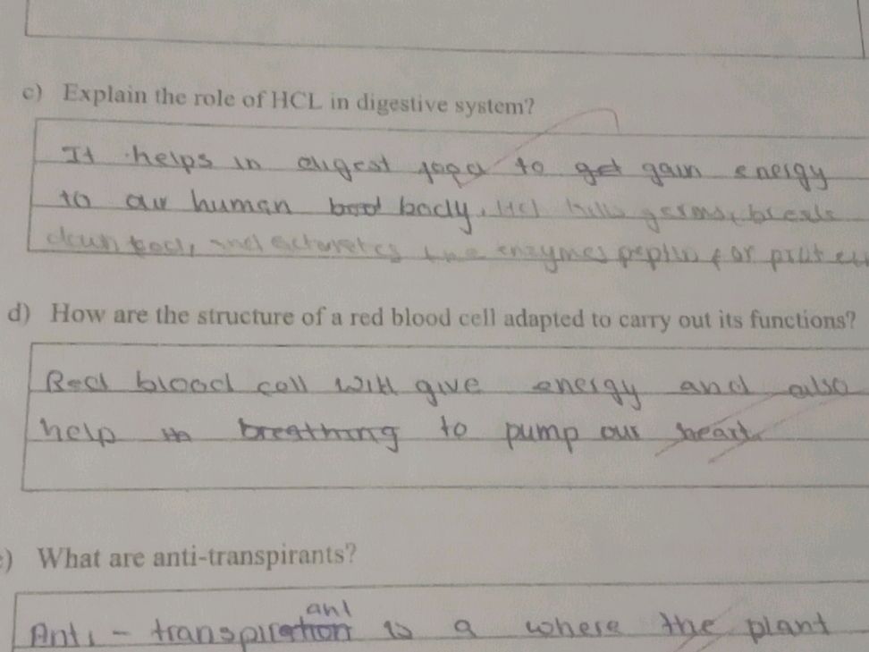 c) Explain the role of HCL in digestive