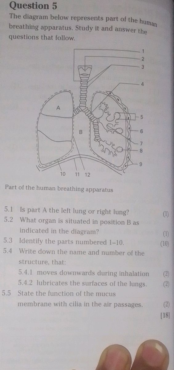Question 5 The diagram below represents | StudyX