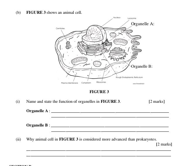 (b) FIGURE 3 shows an animal cell. | StudyX