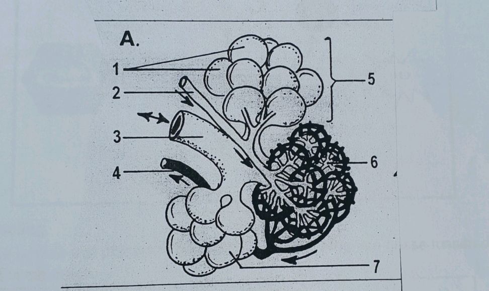 Alveoli Diagram and Function | StudyX