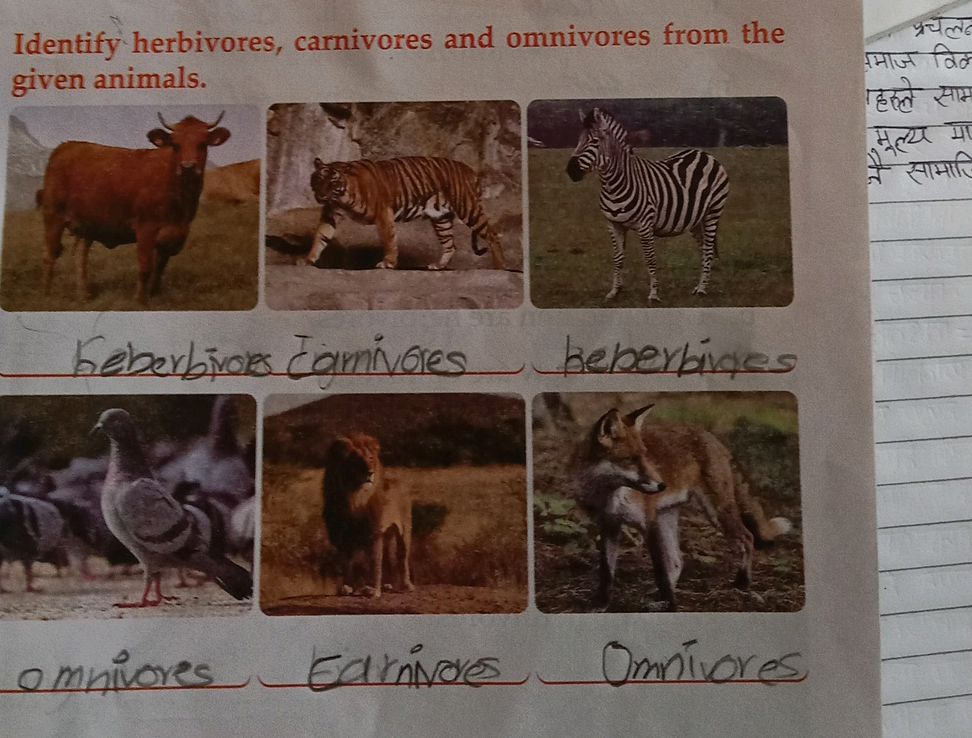 Identify herbivores, carnivores and | StudyX