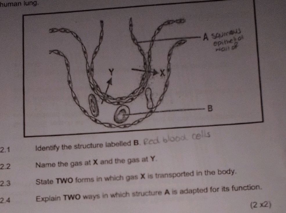 2.1 Identify the structure labelled B. Red | StudyX
