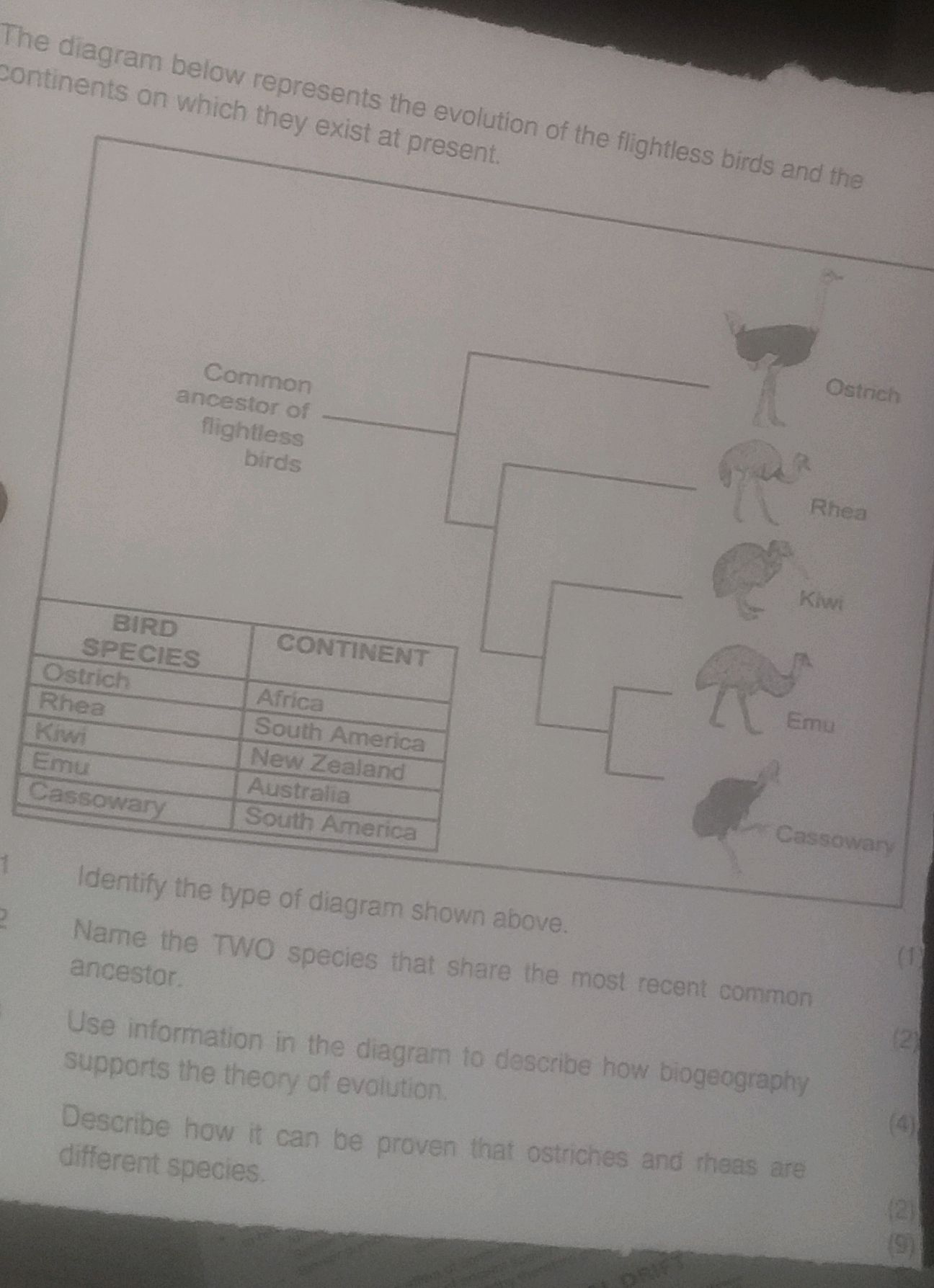 The diagram below represents the evolution | StudyX