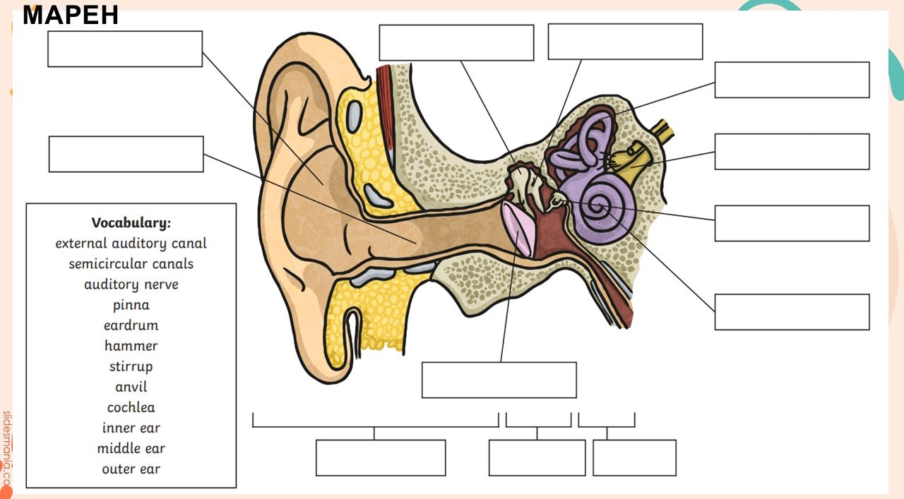Label the parts of the ear using the | StudyX