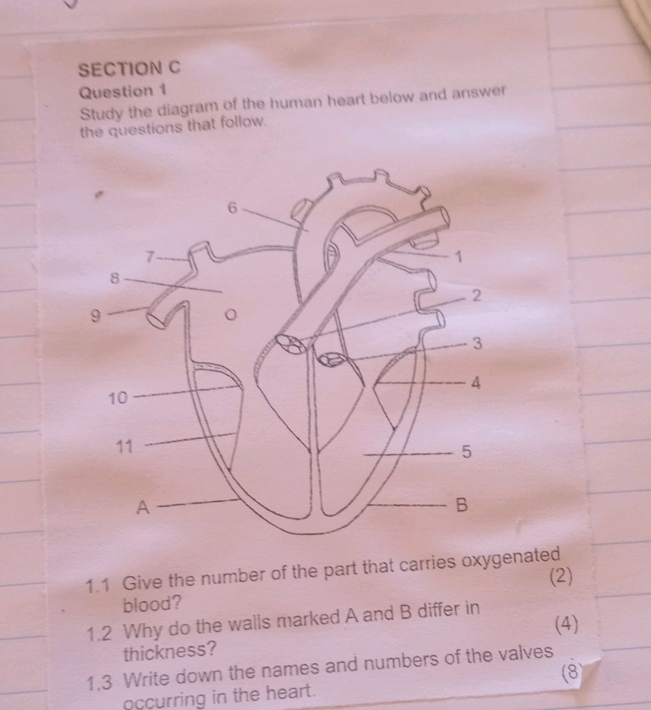 SECTION C Question 1 Study the diagram of | StudyX