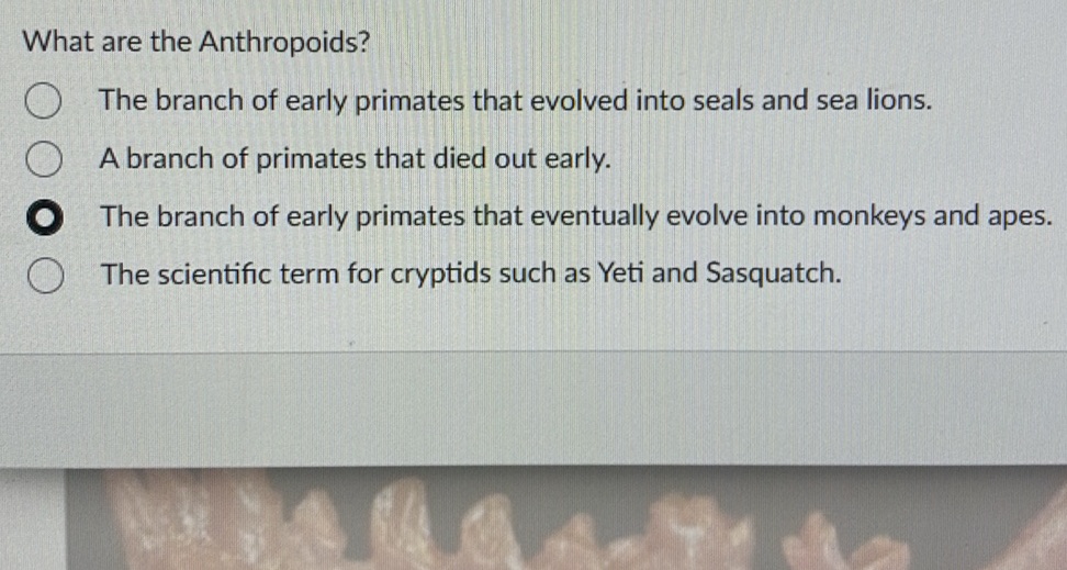 What are the Anthropoids? The branch of | StudyX