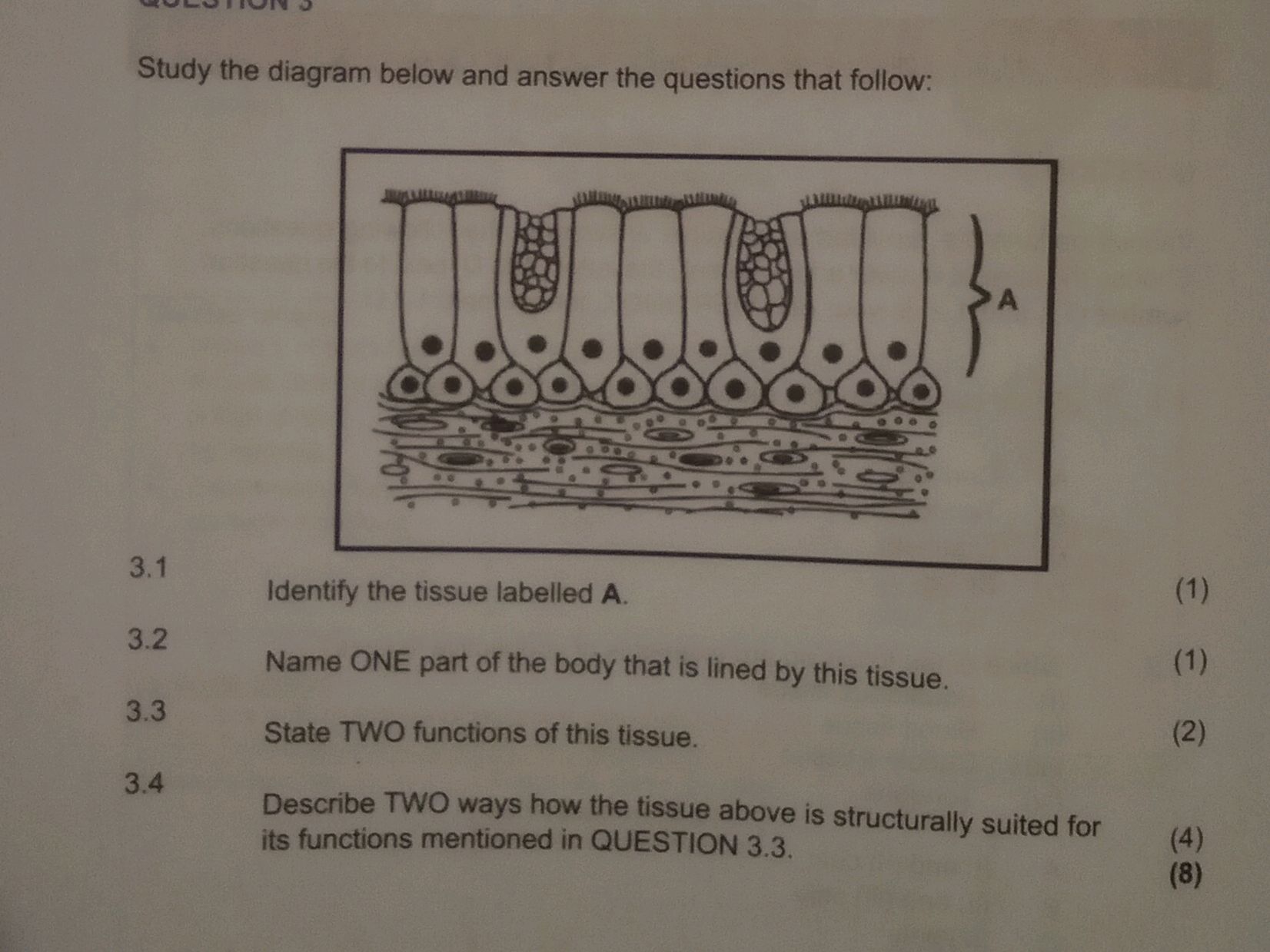 Study the diagram below and answer the | StudyX