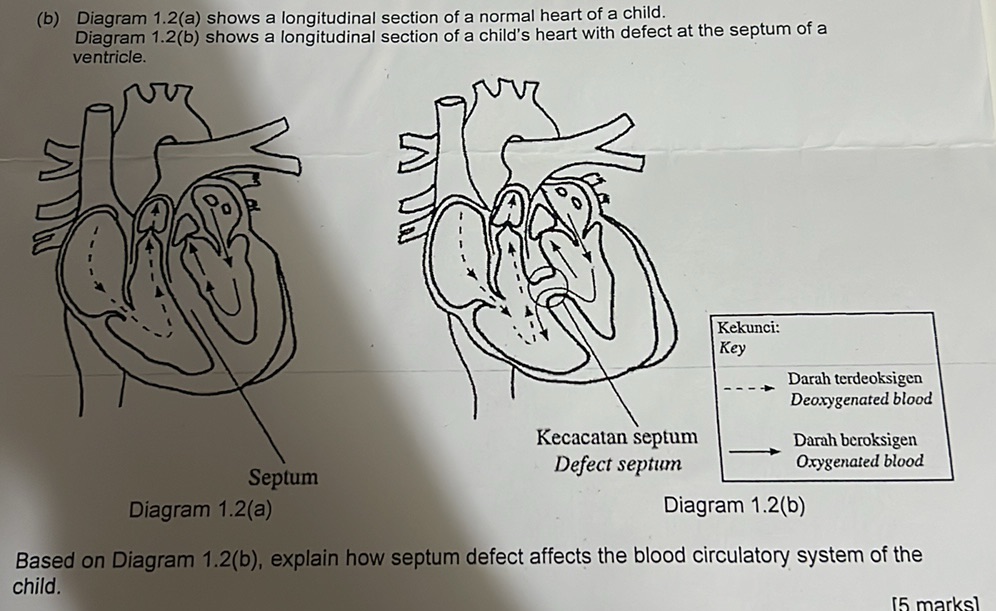 (b) Diagram 1.2(a) shows a longitudinal | StudyX